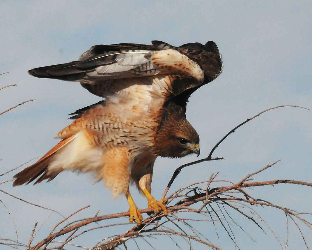 Western Red-tailed Hawk, stretching | Smithsonian Photo Contest ...