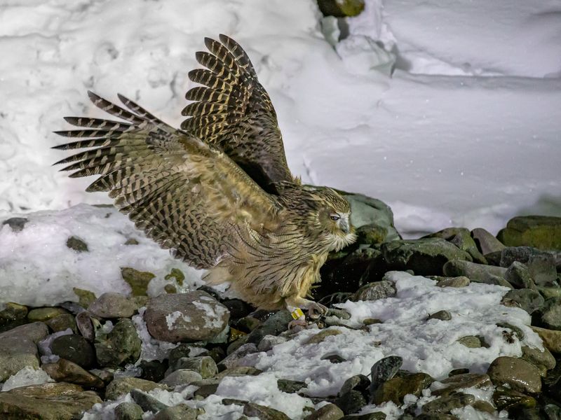 Blakiston’s fish owl | Smithsonian Photo Contest | Smithsonian Magazine