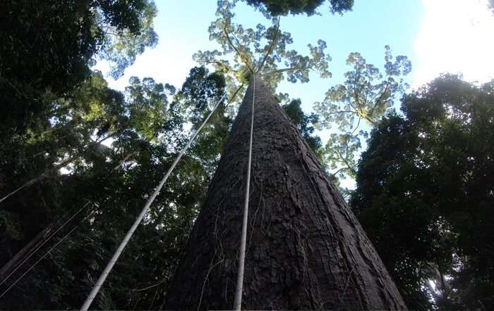This Is the World's Tallest Tropical Tree | Smithsonian