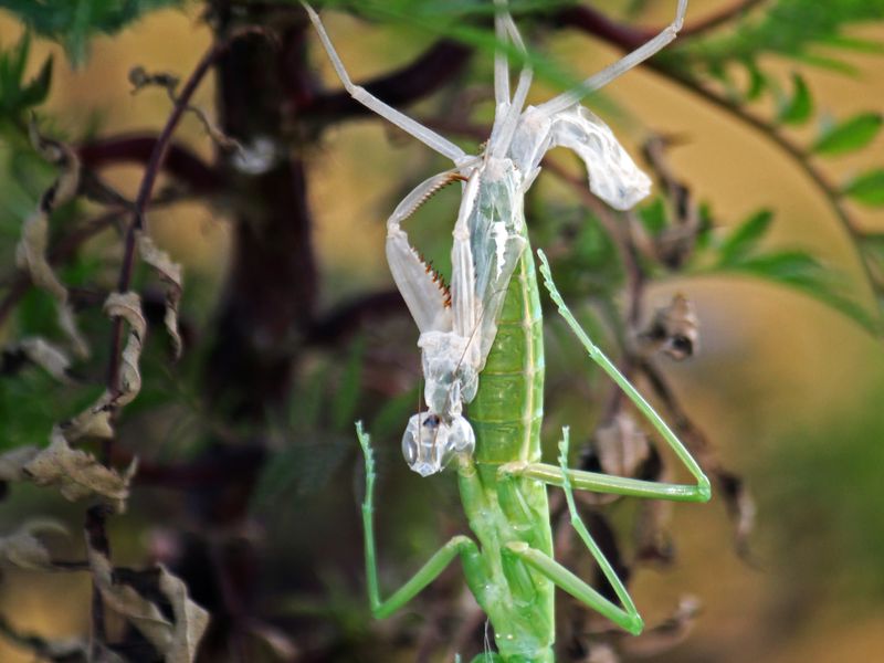 THE MANTIS SHEDDING SKIN | Smithsonian Photo Contest | Smithsonian Magazine