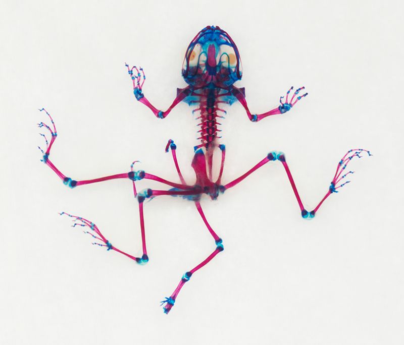 With Deformed Frogs and Fish, a Scientist-Artist Explores Ecological ...