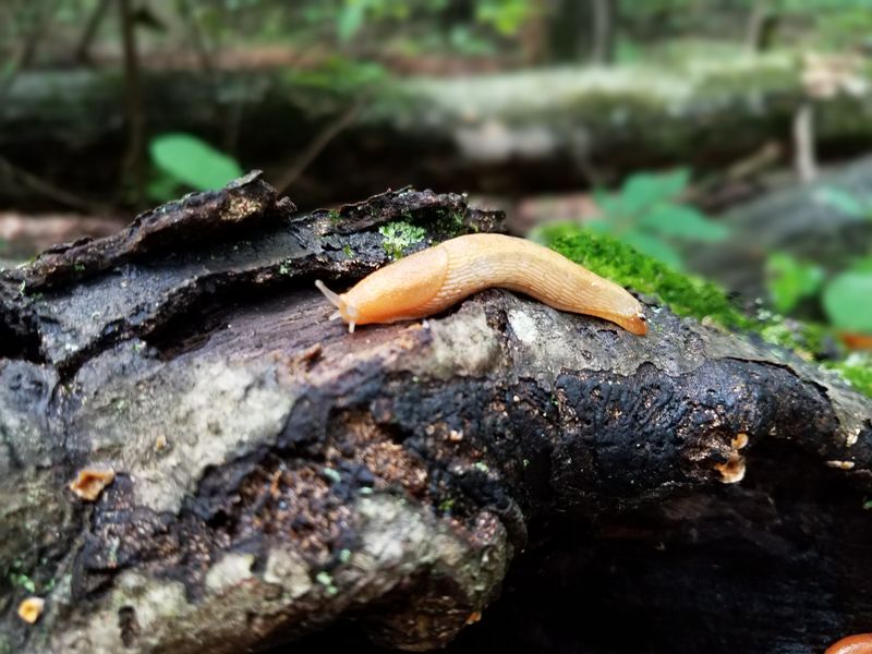 Slug | Smithsonian Photo Contest | Smithsonian Magazine