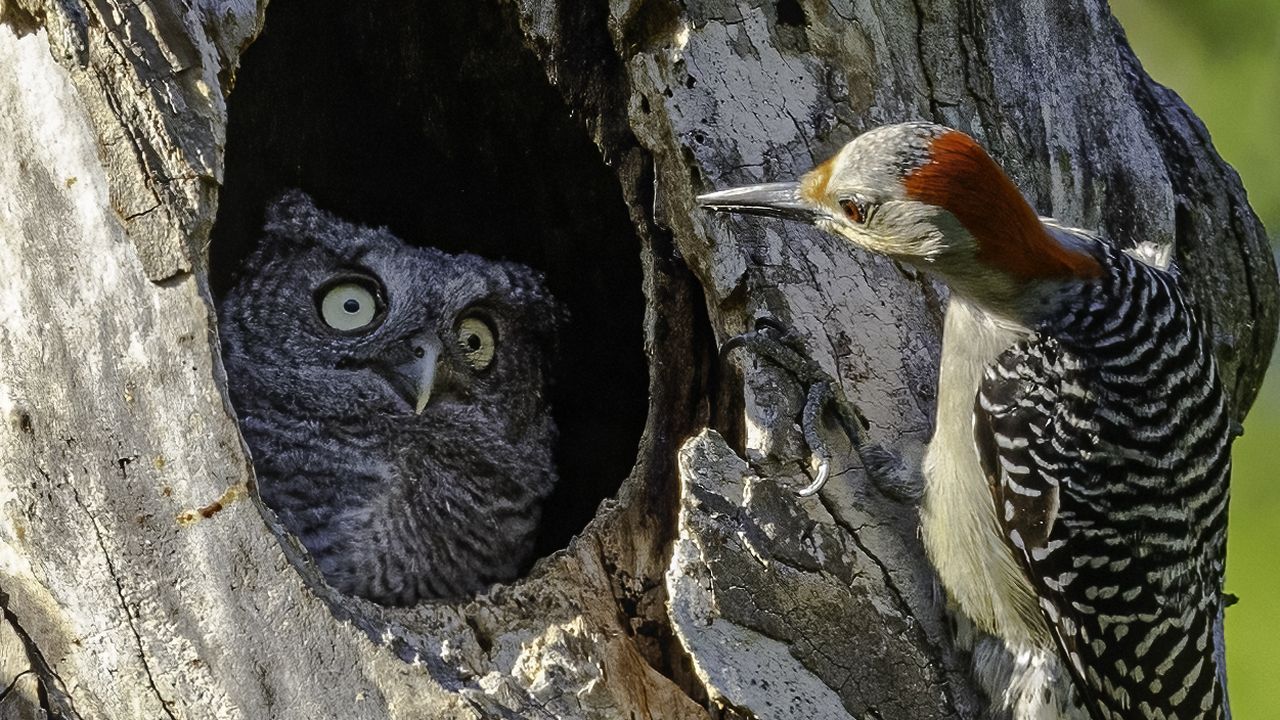 awkward smiling frog