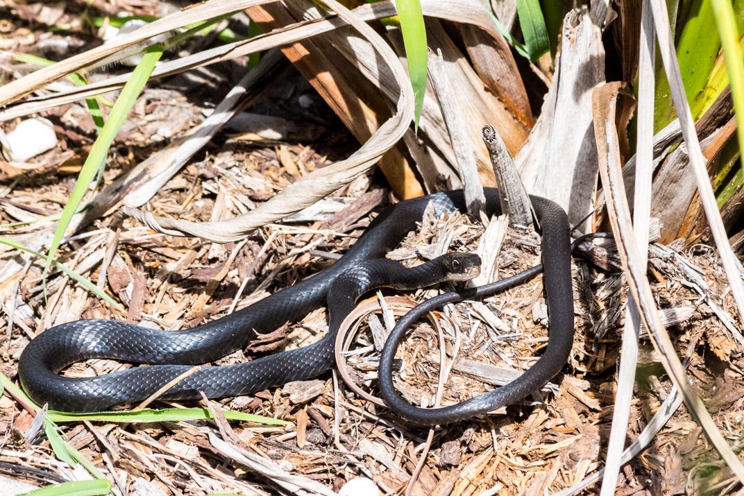 A black racer snake in the garden. | Smithsonian Photo Contest ...