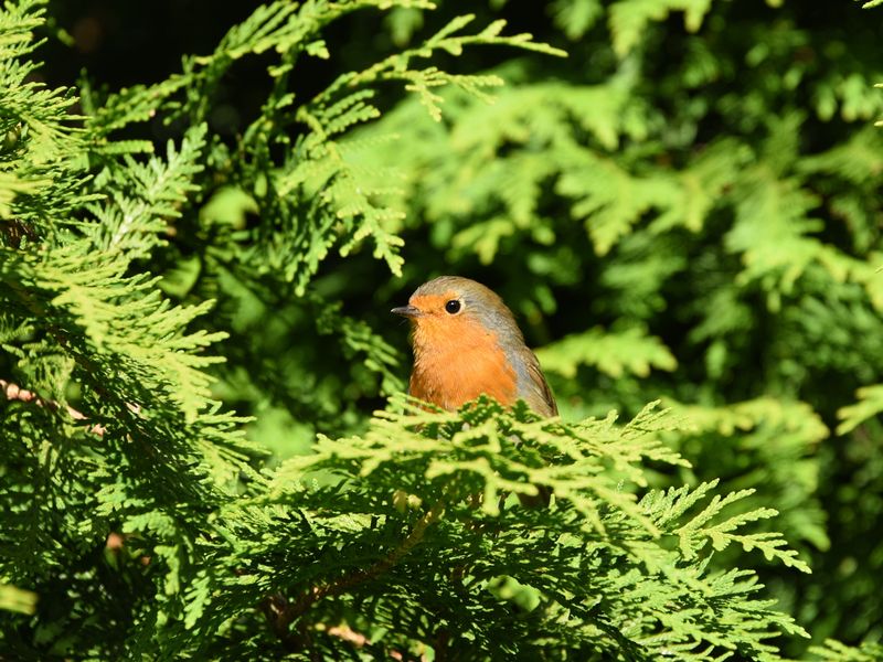 Irish Robin | Smithsonian Photo Contest | Smithsonian Magazine