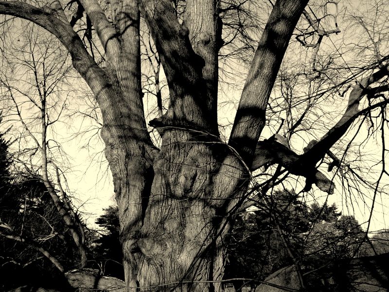 The Acid Tree | Smithsonian Photo Contest | Smithsonian Magazine