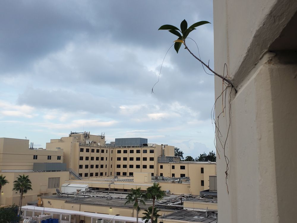 A single plant growing from the sidewall of a high-rise parking garage ...