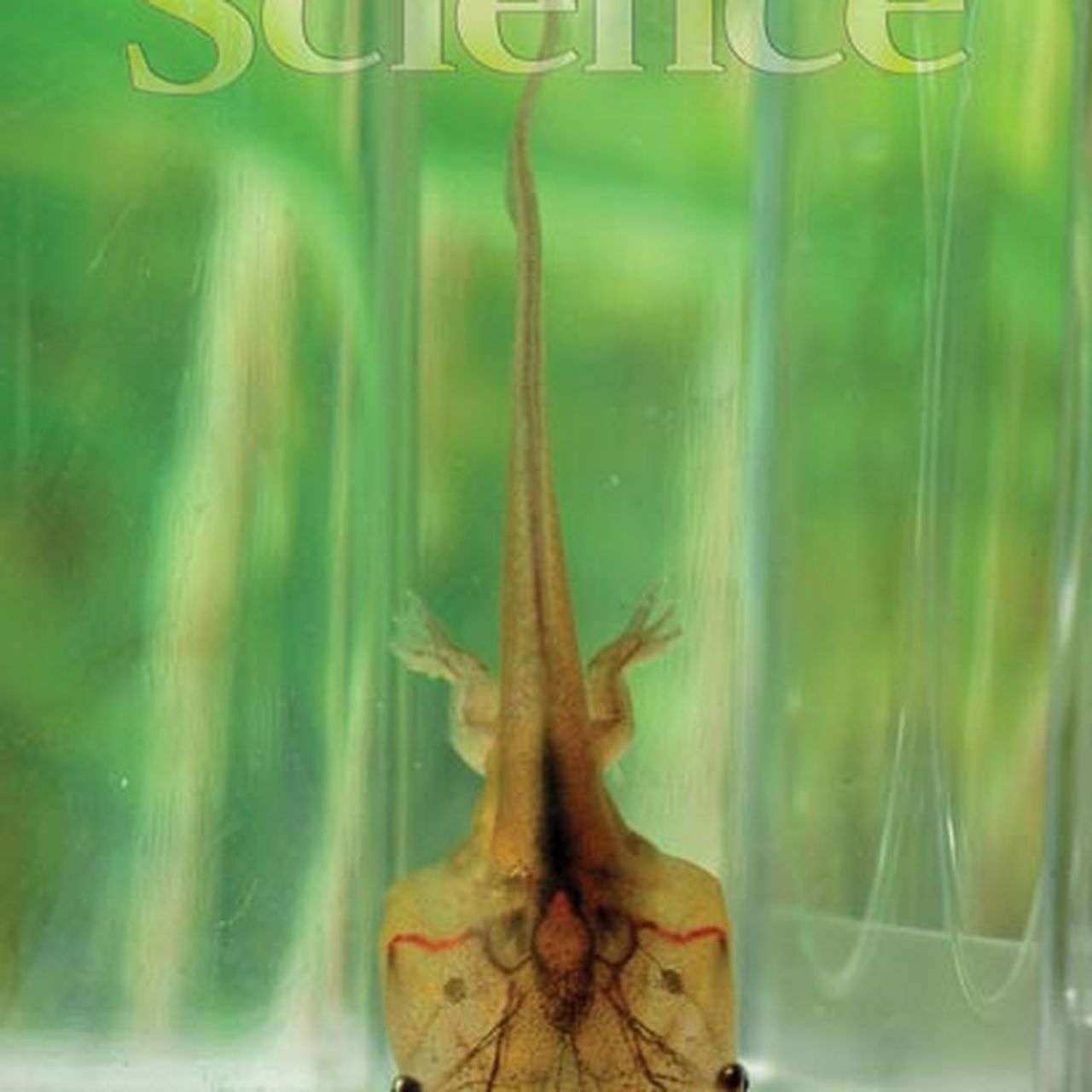 Frog Dna Compared To Human