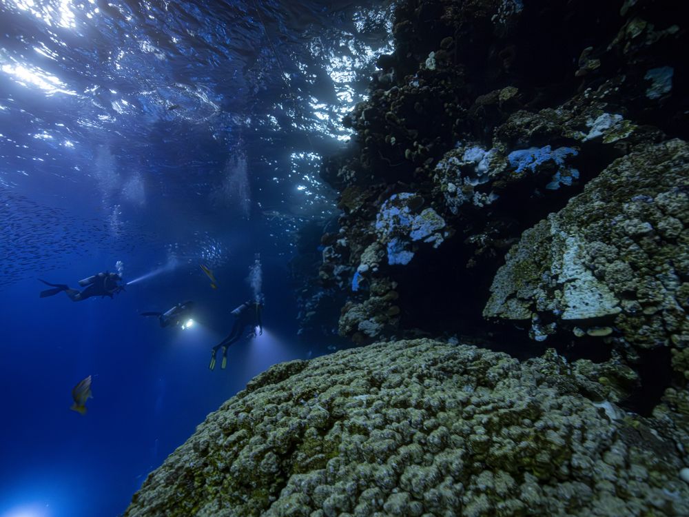 Night exploration in the Red Sea | Smithsonian Photo Contest ...
