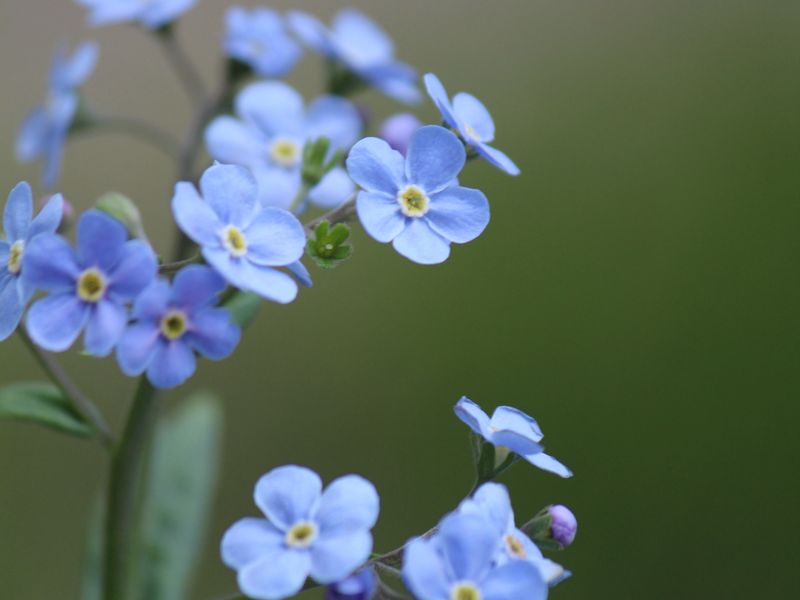 Blue Stickseed in Glacier National Park | Smithsonian Photo Contest ...