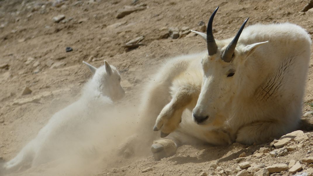 Billy goat enjoying a dust bath | Smithsonian Photo Contest ...