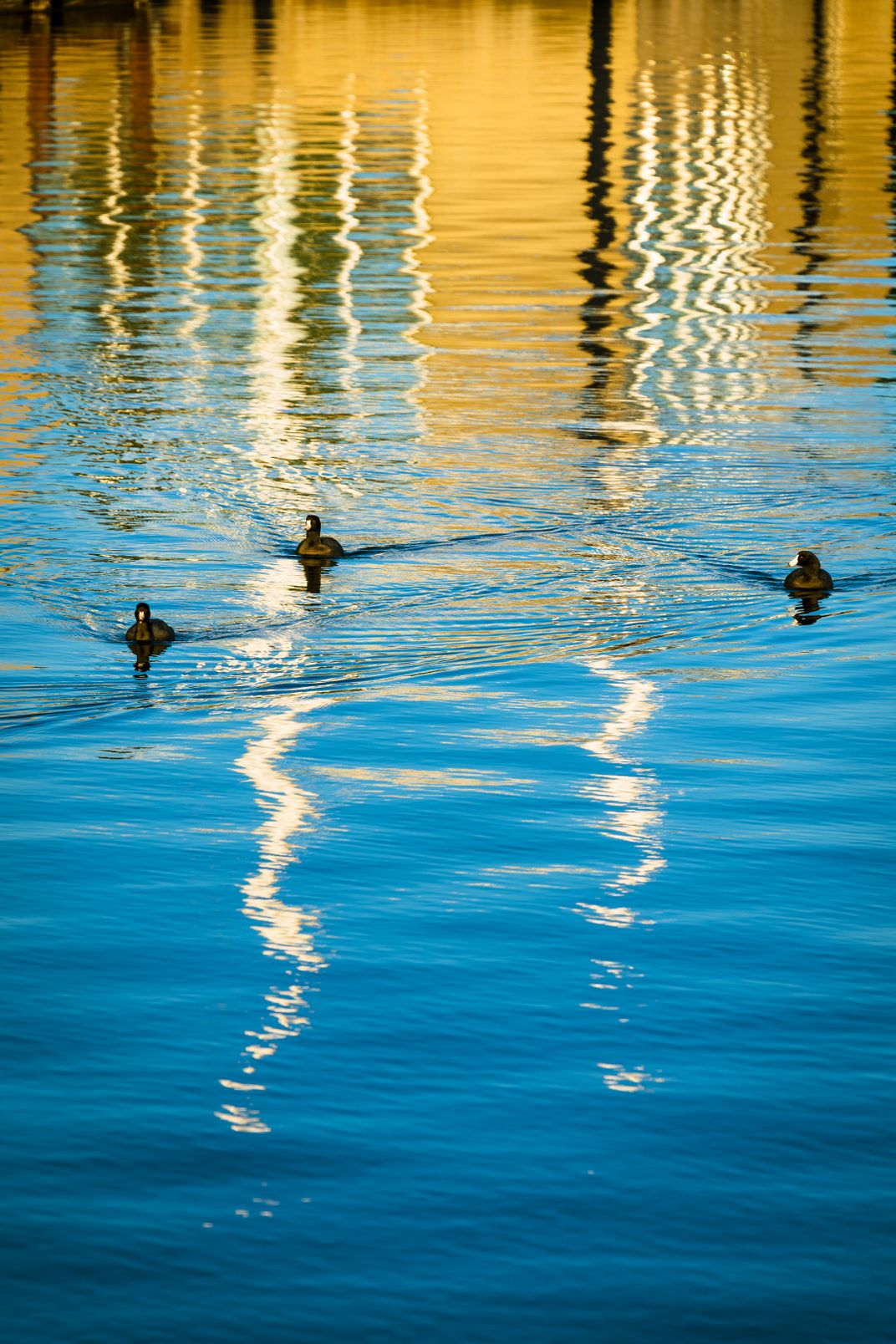 Swim in Reflection Filled Lagoon | Smithsonian Photo Contest ...