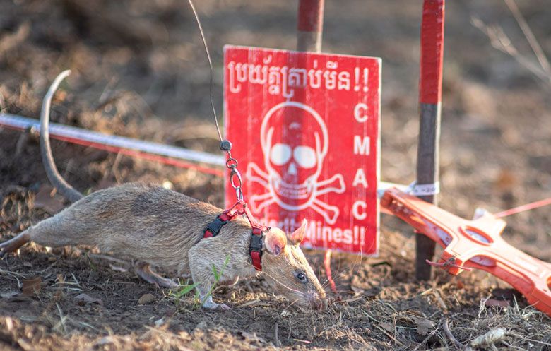 Super-Sniffing Rat Sets a New World Record for Discovering Deadly Land ...