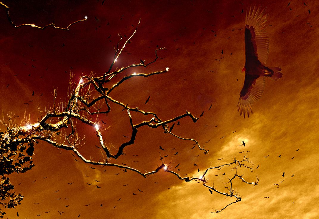 The Vultures Fly At Night | Smithsonian Photo Contest | Smithsonian ...