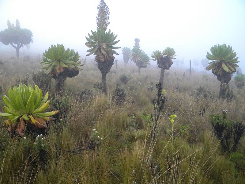 Afro-montane zone, one of the most unique landscapes on earth full of ...