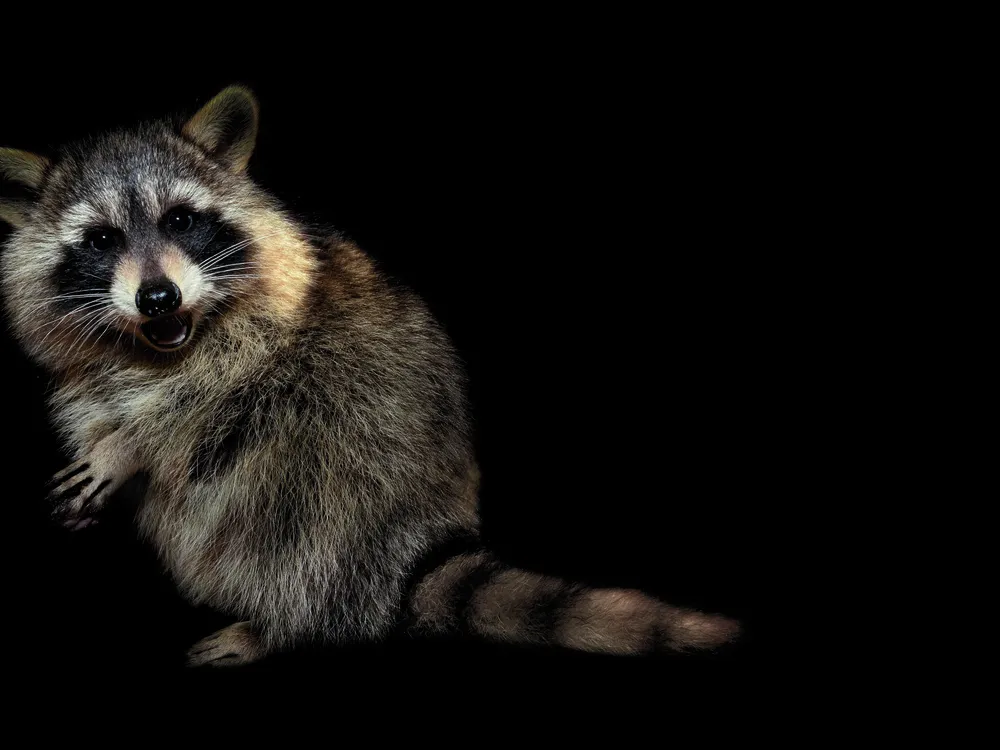 Adorable Portraits Put Nocturnal Animals in the Spotlight