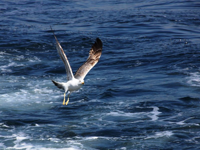 Seagull | Smithsonian Photo Contest | Smithsonian Magazine