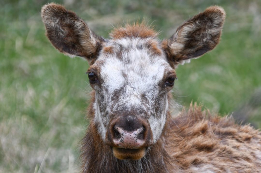 '1 Out of Every 100,000': This Rare Piebald Elk Is Turning Heads in ...
