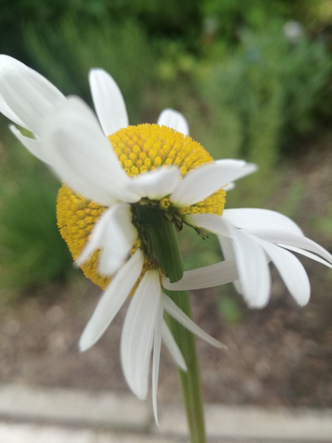 Double flower - nature miracle | Smithsonian Photo Contest ...