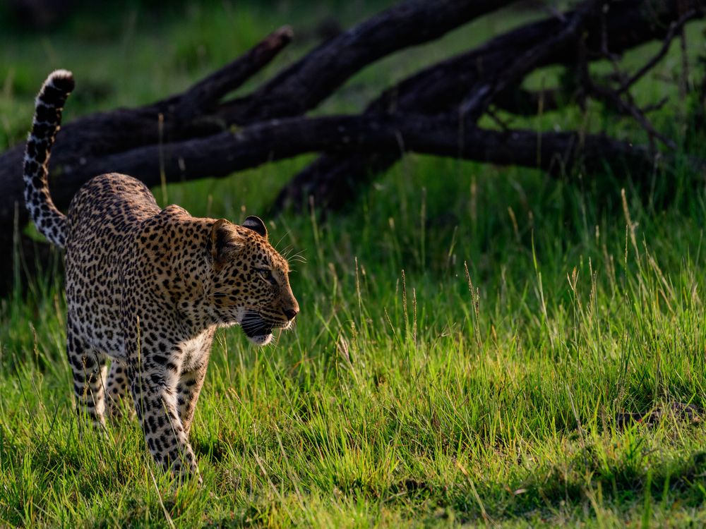 Leopards lazy stroll in a evening light | Smithsonian Photo Contest ...