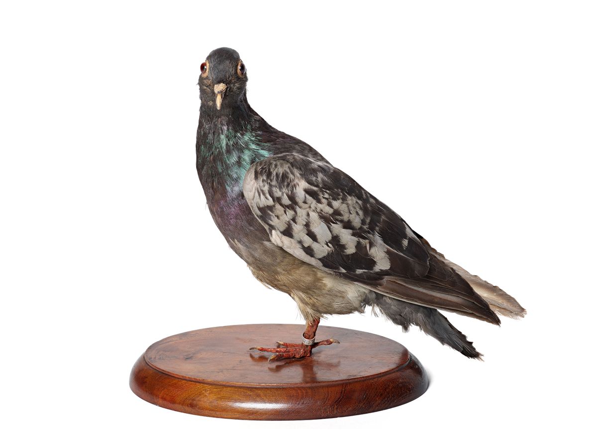 pigeons attacking humans