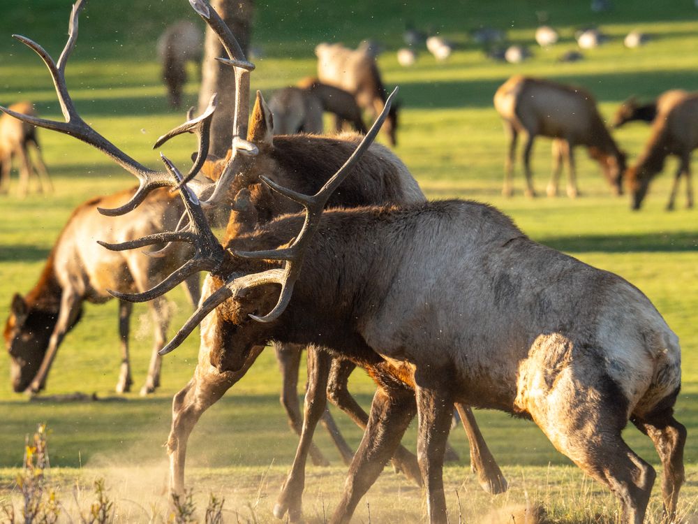 Moment of impact between two giants | Smithsonian Photo Contest ...