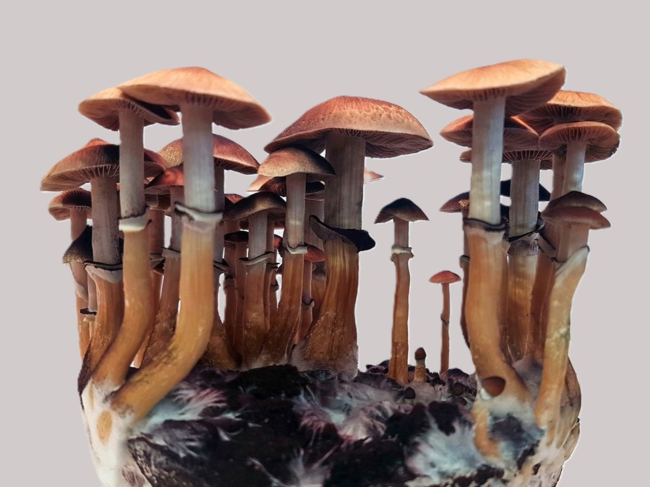 dried cubensis