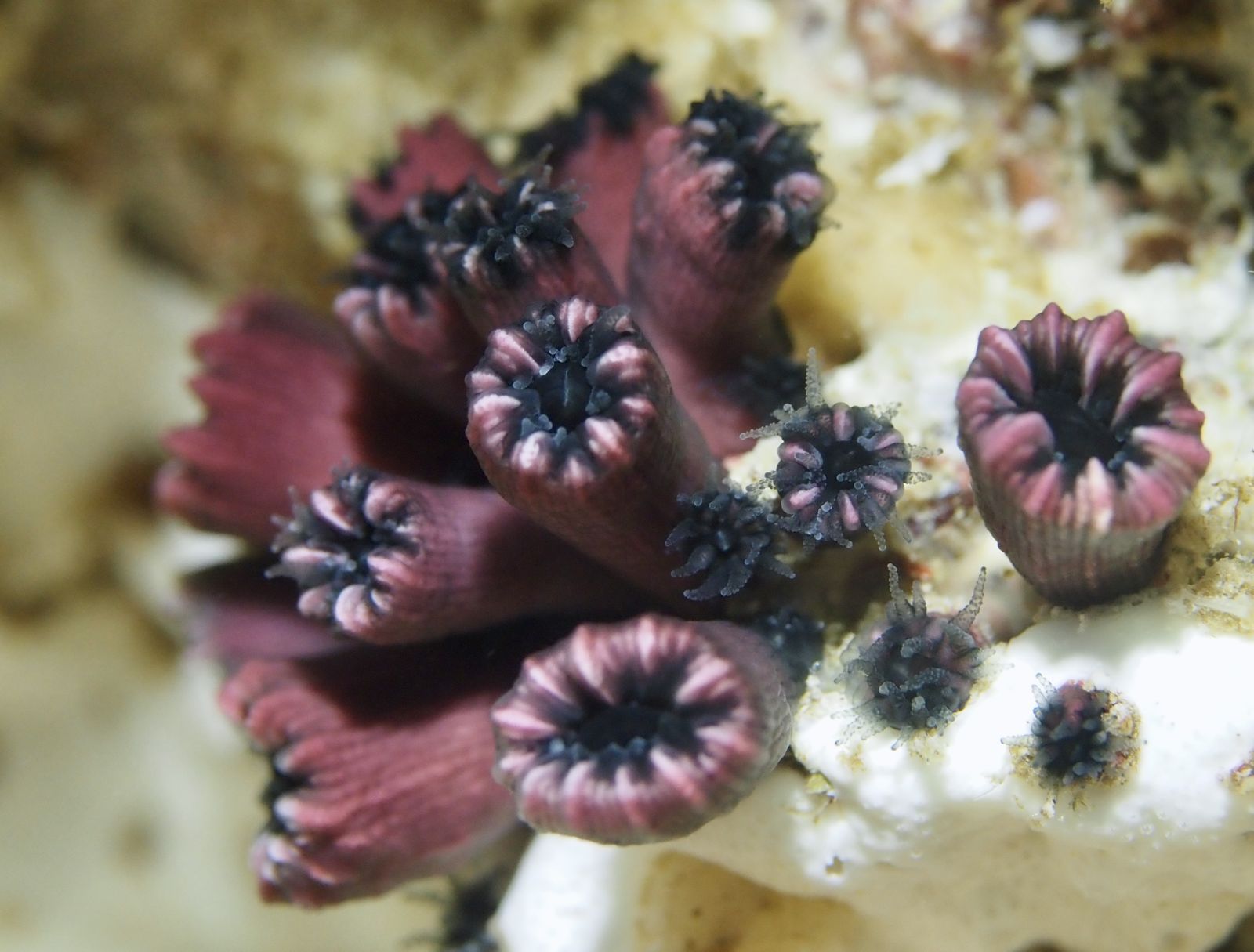 Scientists Just Found a Coral Species They Thought Had Gone Extinct ...