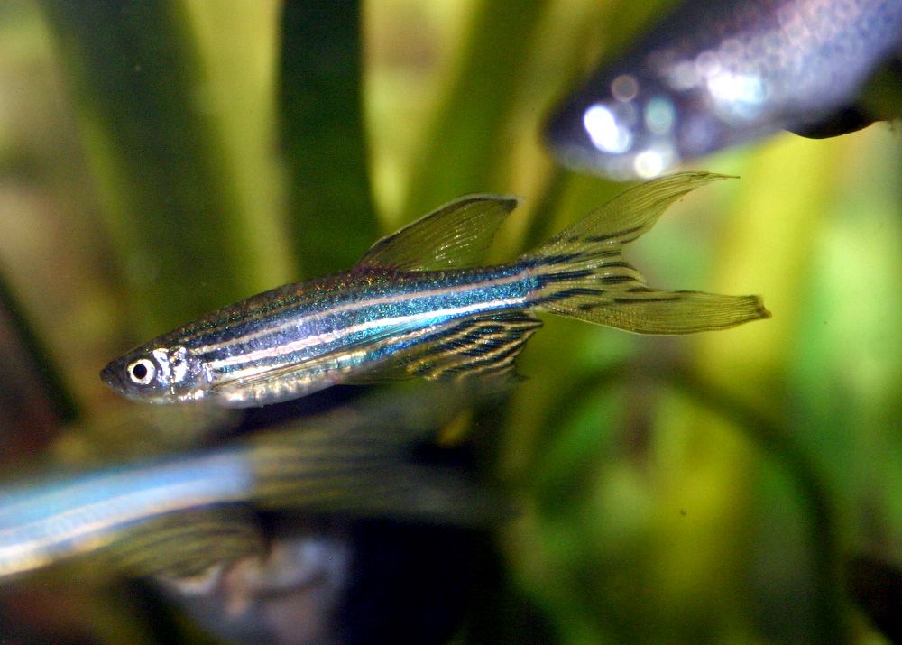 Sober Fish Willingly Play Follow-the-Leader With Drunk Fish