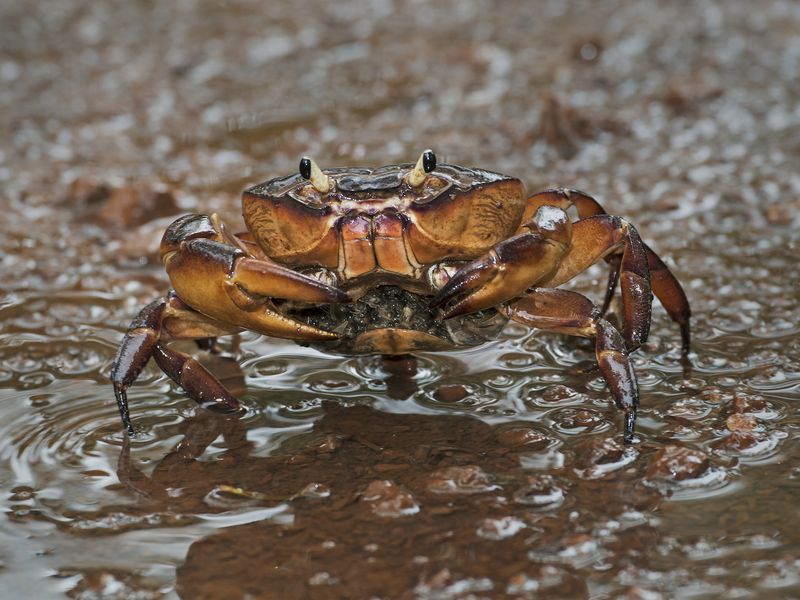 Mother crab and youngs | Smithsonian Photo Contest | Smithsonian Magazine