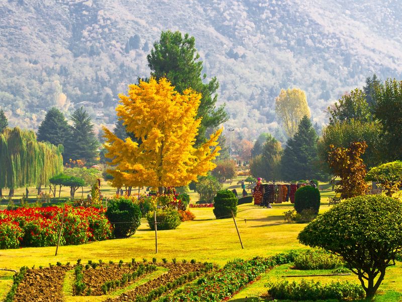 A golden leaf Chinar tree .. Botanical Gardens in Srinagar, Kashmir ...