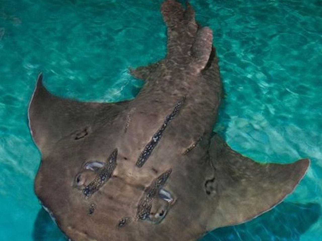 X Ray Shark Sharks & Rays | X Ray Mag