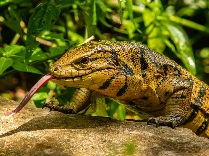 Tegu with its tongue out. | Smithsonian Photo Contest | Smithsonian ...