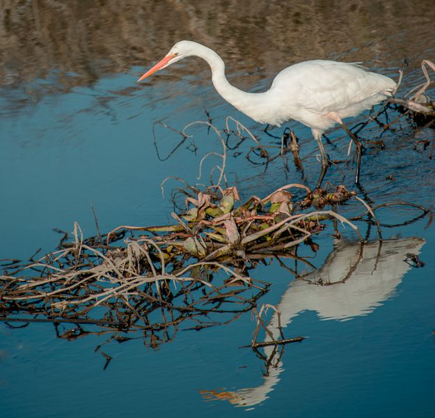 An egret is reflected in pool waters as it fishes. | Smithsonian Photo ...