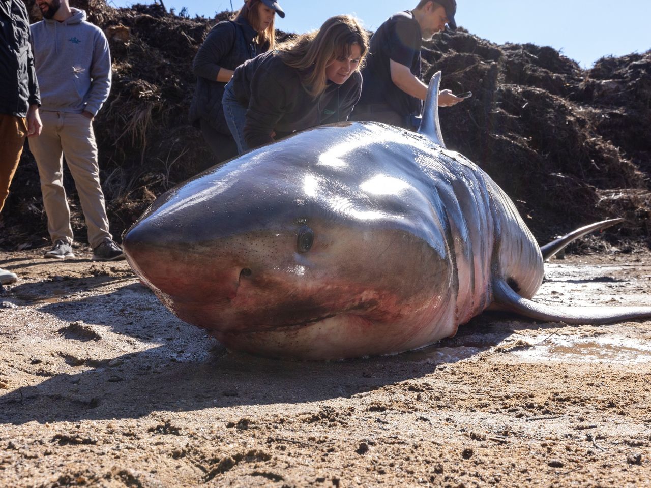 beached shark cape cod