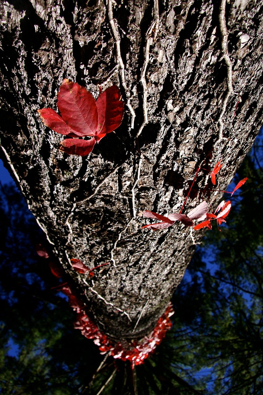 enjoying the sunset saw the red vines around the tree and the beautiful ...