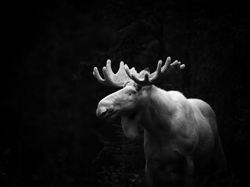 Ghost Moose | Smithsonian Photo Contest | Smithsonian Magazine