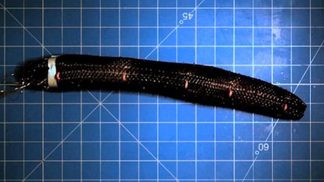 Worm Like Exploration Robots