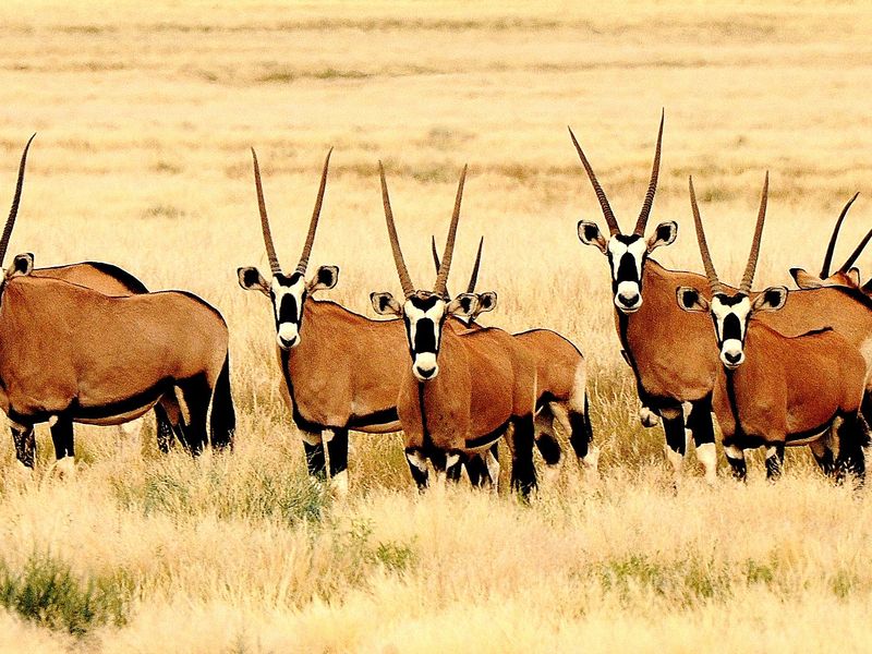 Oryx watch us from a distance in Namibia. | Smithsonian Photo Contest ...