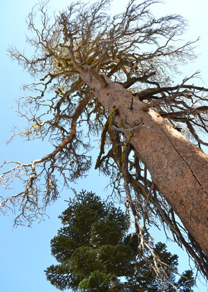 Skeleton tree | Smithsonian Photo Contest | Smithsonian Magazine