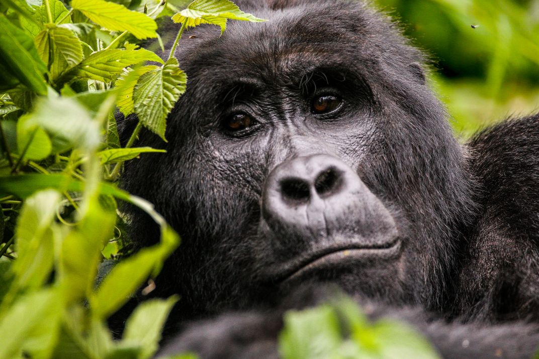 Gentleness of a silverback's eyes | Smithsonian Photo Contest ...