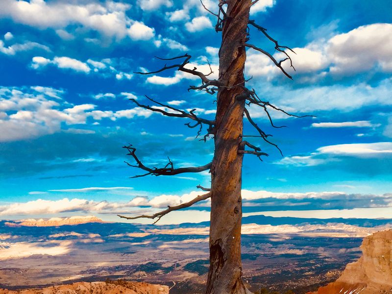 Bristlecone pine tree near sunset point in Bryce Canyon National Park ...
