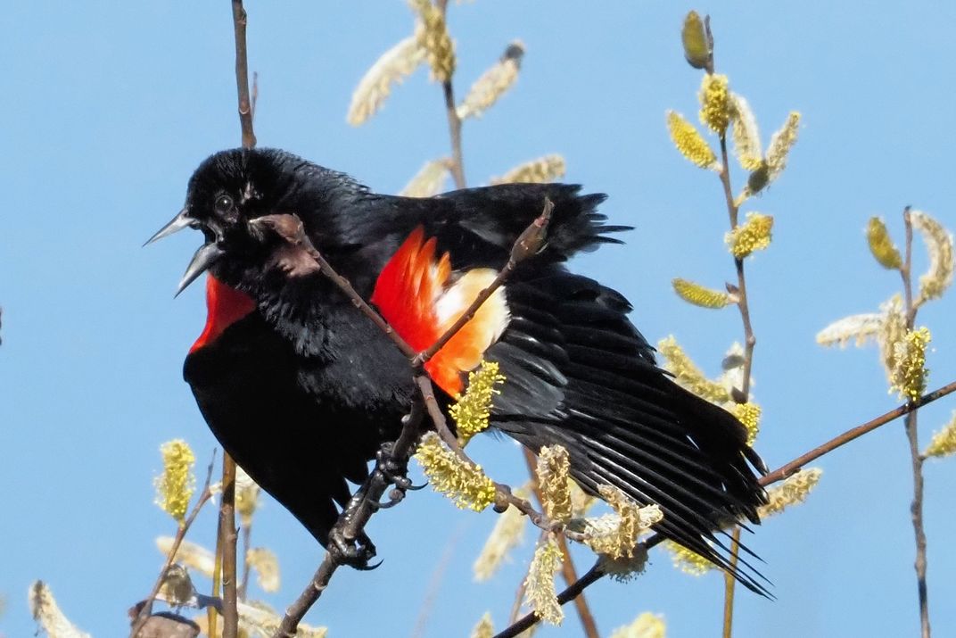 Red Winged Black Bird claiming his territory | Smithsonian Photo ...
