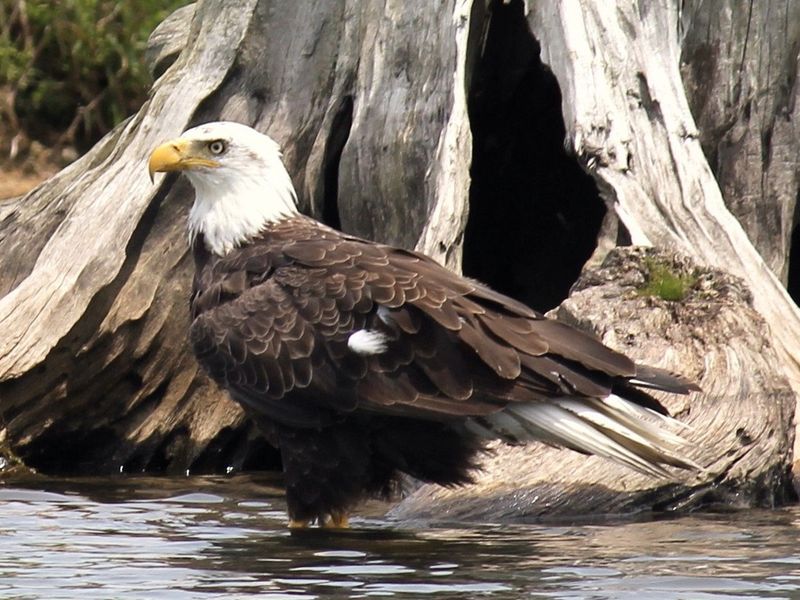 Bald Eagle in the sol of nature | Smithsonian Photo Contest ...