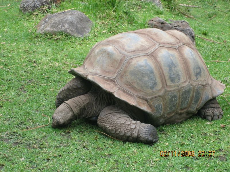 Old Turtle | Smithsonian Photo Contest | Smithsonian Magazine