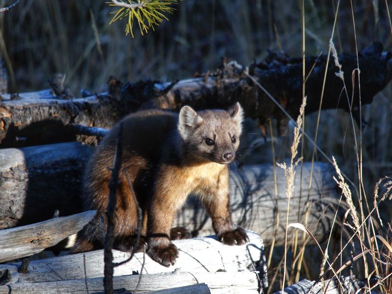 American Marten | Smithsonian Photo Contest | Smithsonian Magazine