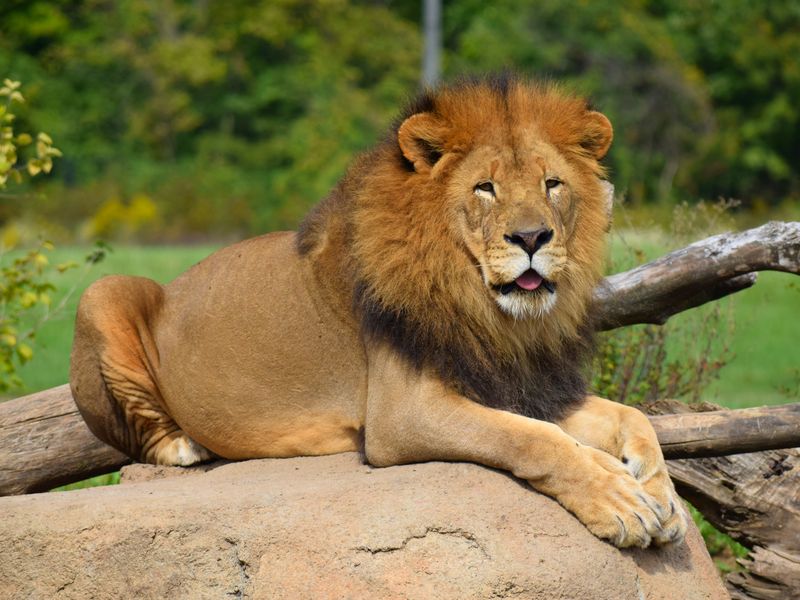 An African lion surveying his domain | Smithsonian Photo Contest ...