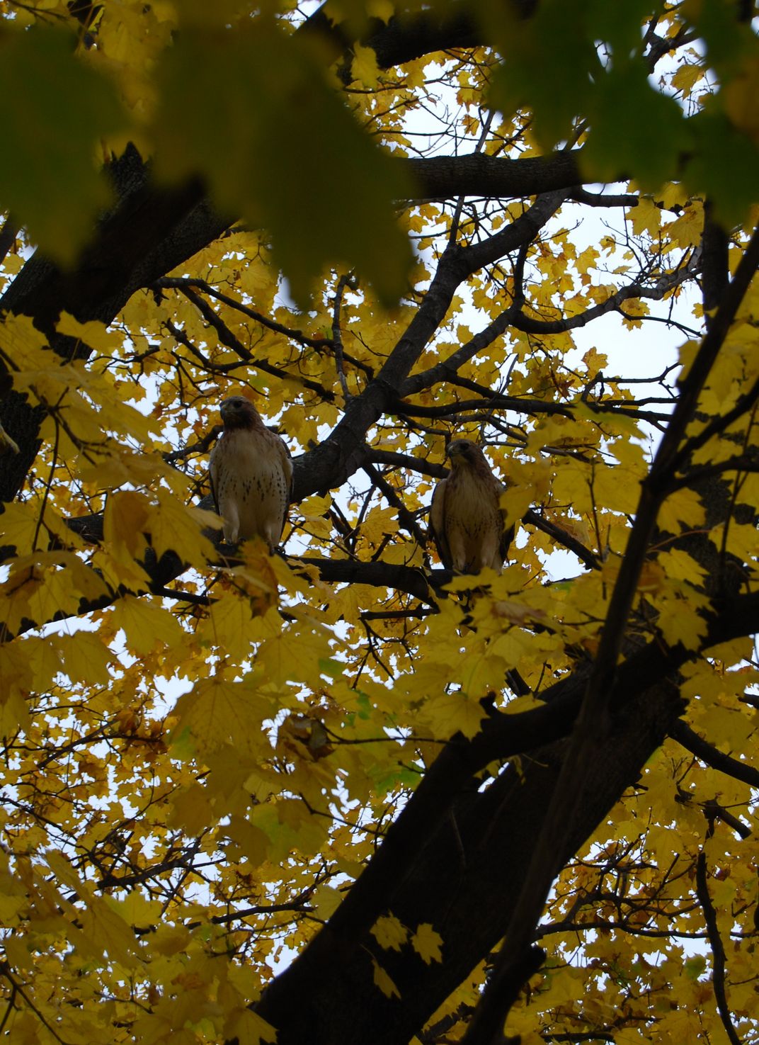 I took this photo of two Hawks while I was at work on a fall day ...