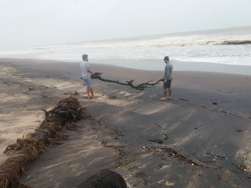 Degradation of tree near beach | Smithsonian Photo Contest ...
