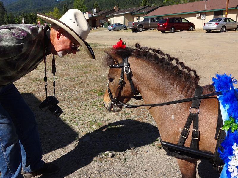 A cowboy greets a miniature horse before he enters the rodeo parade ...